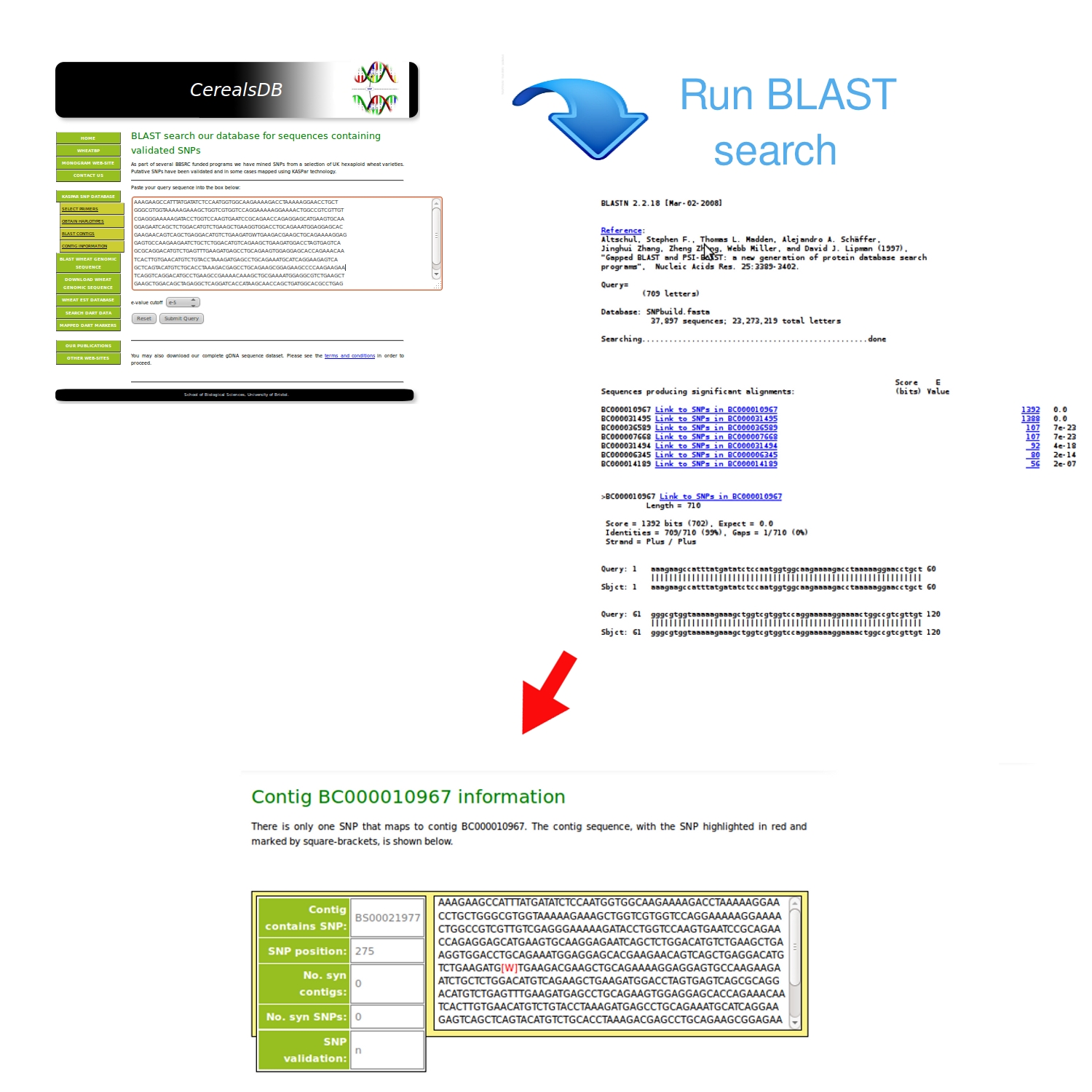 How do I use BLAST to obtain contig information?